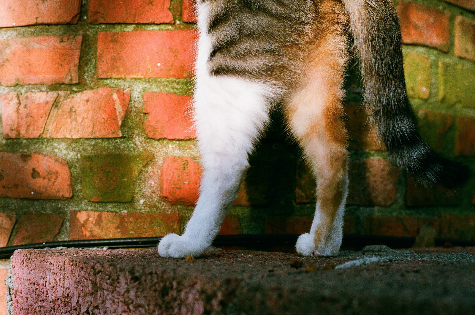 - D-Jiang - Phases Magazine