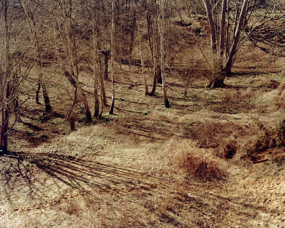 Joseph Reddy - Above the Pines - Phases Magazine