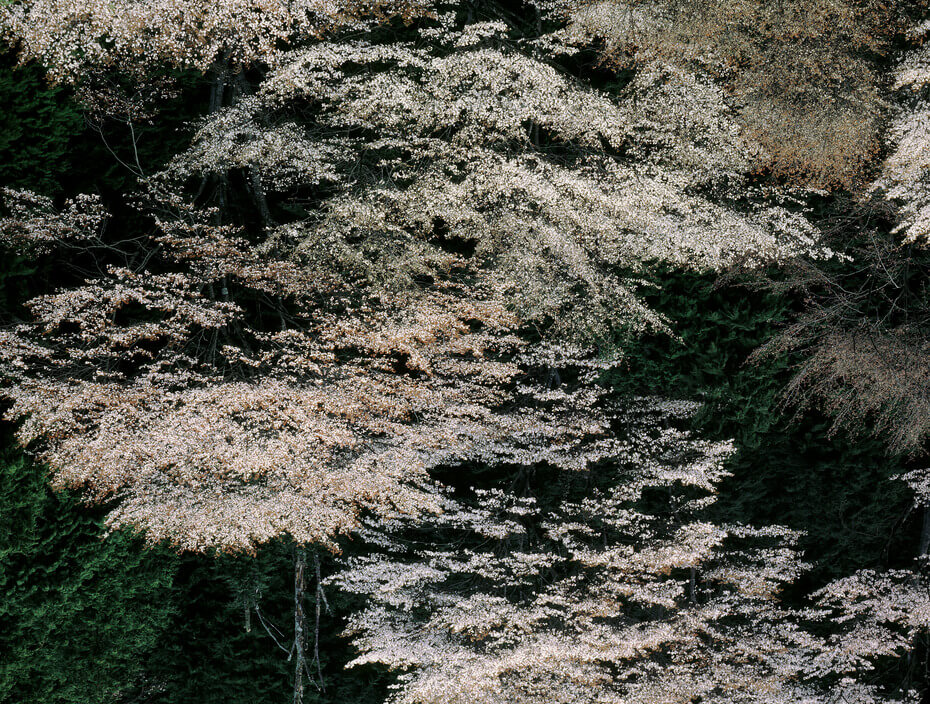 - Hiroshi Hamaya - Phases Magazine