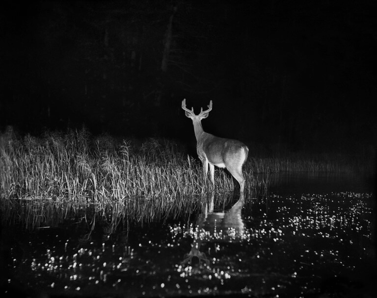 - George Shiras - Phases Magazine