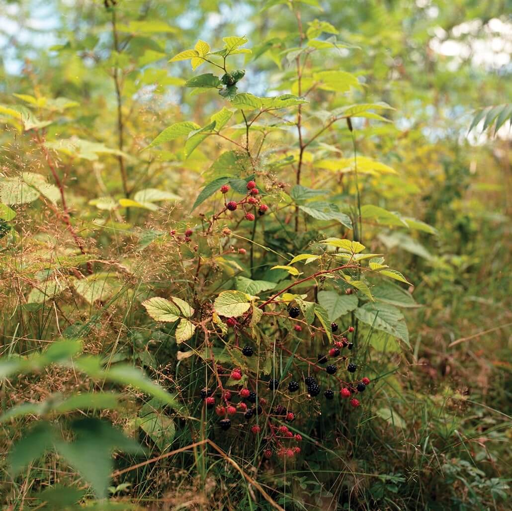 - Jonathan Levitt - Phases Magazine